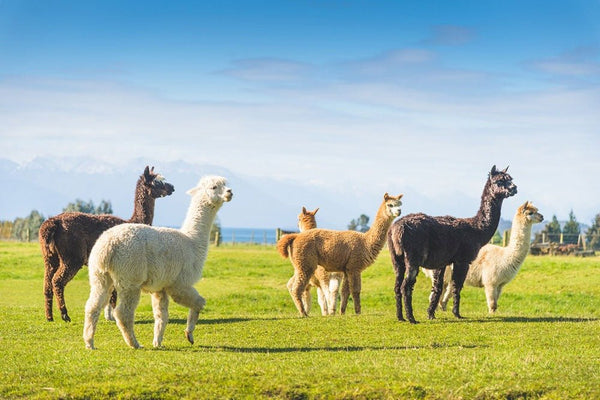 Pasture Poop Vacuums: The Key To Cleaner, Healthier Grazing Areas